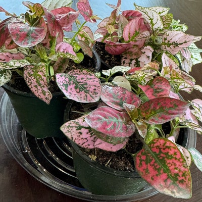 LIVE Polka Dot Plant, Splash Plant Hypoestes Mixed, Confetti Colorful 4 ...