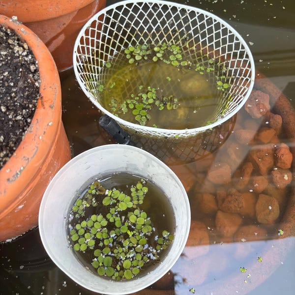 BUY2GET1FREE Java Moss, Bogor Moss Aquarium Plant | Easy Aquarium Plant ...