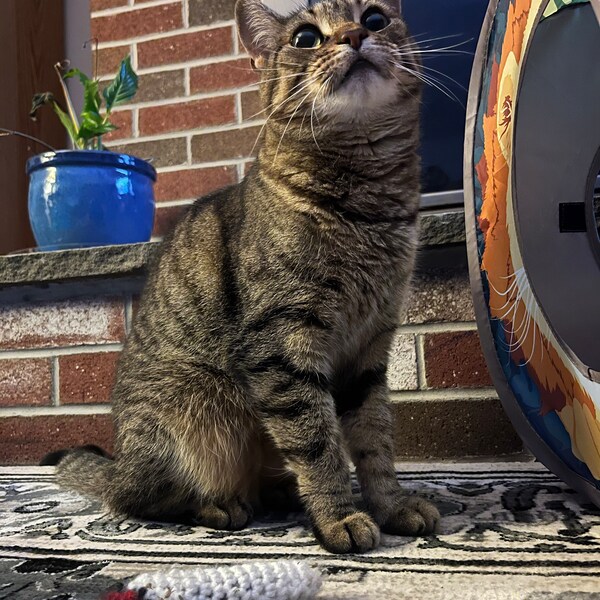 Handmade Crochet Catnip Doobie, Novelty Cat Toy - Etsy