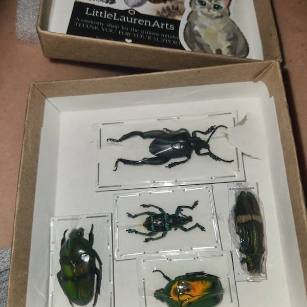 Mixed Real Beetles, Package of 5, Pack of Mixed Beetles, Entomology ...
