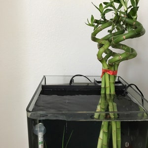 Set of 5 Curly Spiral Lucky Bamboo at 30 Inches, 24 Inches, 18 Inches ...