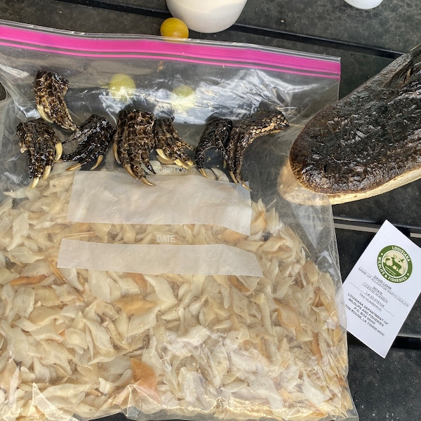 Alligator Gar Scales 1 Pound Bag for Crafts and Jewelry Making - Etsy