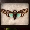 Real Splendid Cicada Tosena Splendida for Photography Insect Taxidermy ...