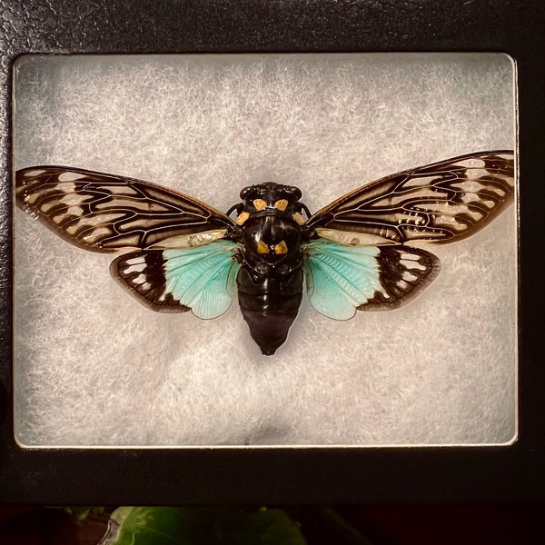 Real Splendid Cicada Tosena Splendida for Photography Insect Taxidermy ...