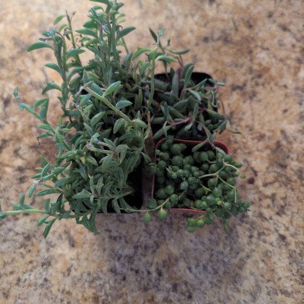 Sedum Dasyphyllum Major Blue Tears Sedum Live Succulent Plants 2" 4” 6 ...