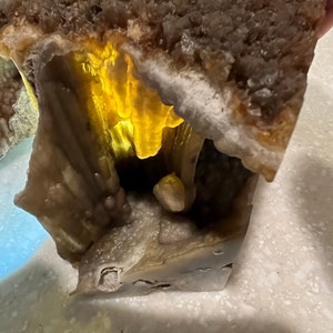 Giant Ice Age Capybara Fossil Set - Etsy