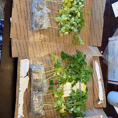 Moringa Oleifera Seeds Drumstick Seeds Malunggay Seeds Miracle Tree ...