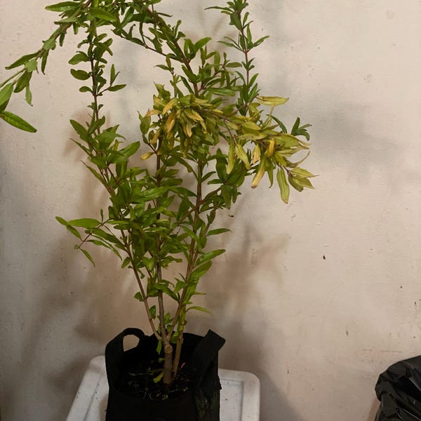 Pomegranate Tree Ariana Well Rooted Live Plant, Outdoor/indoor Tree ...