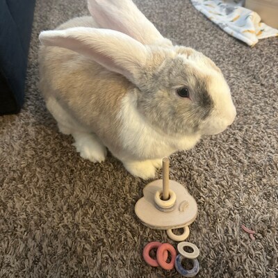 Ring Toss Rabbit Foraging Toy, Small Pet Gift for Bunnies, Guinea Pigs ...