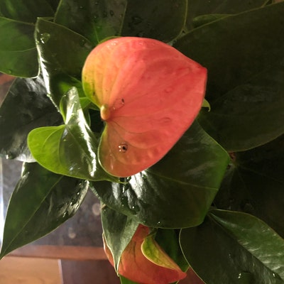 Pink Anthurium 4 From Tropical Ambiance - Etsy