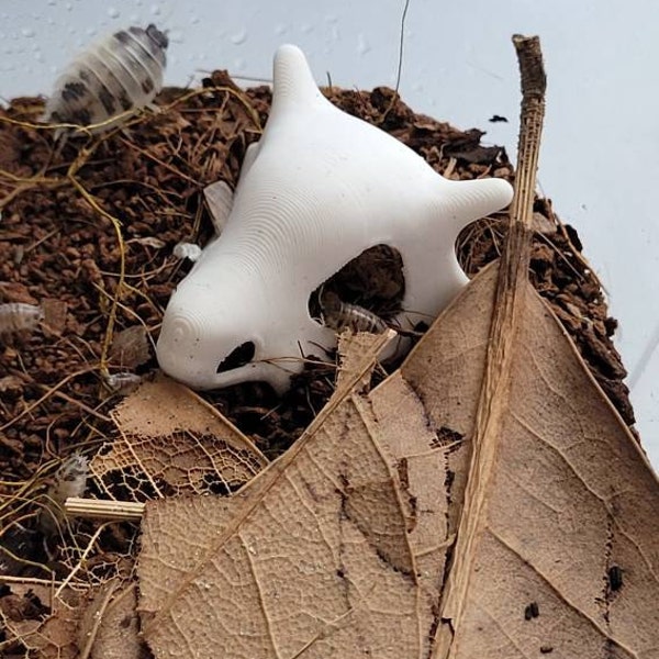 Jumping Spider or Tarantula Cubone Skull Decoration - Etsy