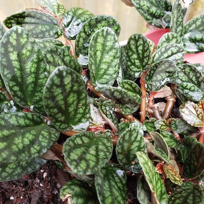 Trailing Watermelon Begonia pellionia Pulchra - Etsy Canada