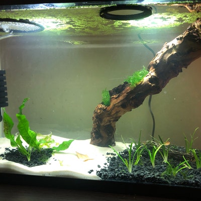 Live Subwassertang Moss Aquarium Plant Fast and Easy to Grow With Low ...