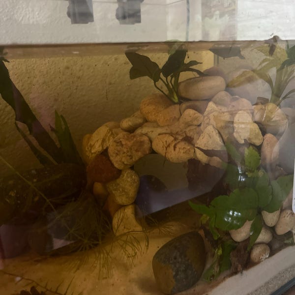 Axolotyl Crayfish Shrimp Aquarium Corner Cave Hide With Viewing Window ...