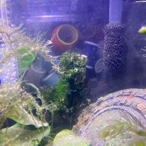 X2 Subwassertang Moss on Cholla Wood Shrimp Hideout & Betta Aquarium ...
