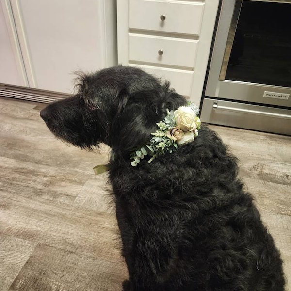 Natural off White Rope Leash and Collar Set for Wedding, Rope Leash and ...