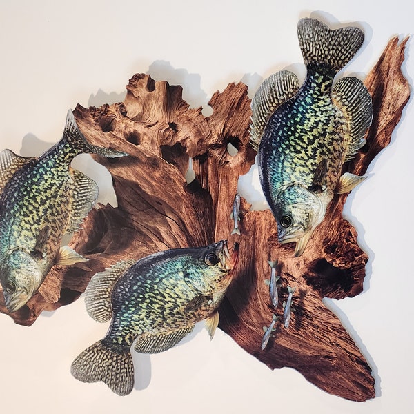 Crappie Replica Driftwood Scene Flat 2D Metal Rustic Decor, Crappie ...