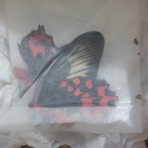 Real Vampire Butterfly Atrophaneura Semperi for Collection Insect ...