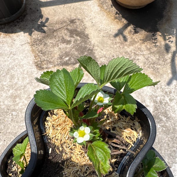 Cascade Harvest Red Raspberry- Very Large Firm Berries, Very Good ...