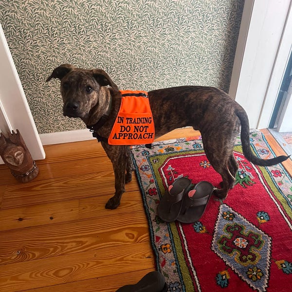 Vest (adjustable Size), "in Training Do Not Approach", Light Weight Sd ...