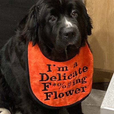 St Bernard Dog Bib ,large Drool Bib, Slobber Dog Bib , Large Breed Dog ...