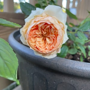 Masora マソラ 真宙 Japanese Rose Super Lovely Big Flowers Heat Resistance ...