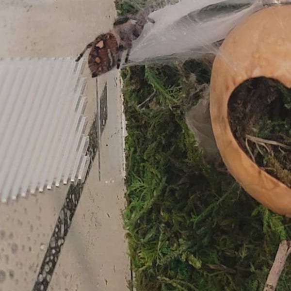 Suspension Bridge Oasis Medium Jumping Spider Enclosure, Acorn Hide ...