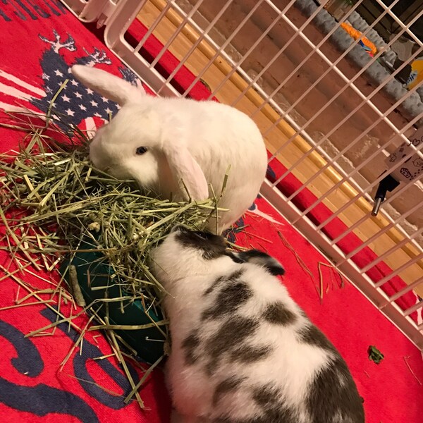 Peeking Cute Half Lop Rabbit Sticker; Bunny Laptop Decal / Car Decal ...