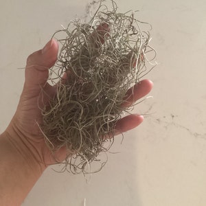 Pearl Turbo Setosus Shell 1 3/4 2 1/4 Opening 1 - Etsy