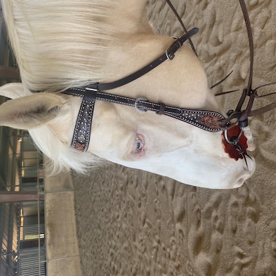 Sunflower Tooled Bit Guards - Etsy