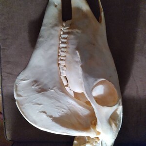 Real Giant European Wild Boar Skin Hooves Hide Pelt Area Rug - Etsy