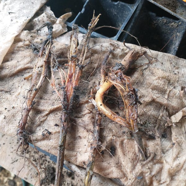 Solomon Seal Plant Roots/bulbs/tubers - Etsy