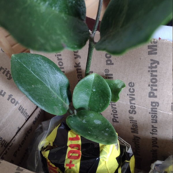 Hoya Keysii (hoya Australis) 1yo Plant With 5-6 Leaves Well Rooted ...