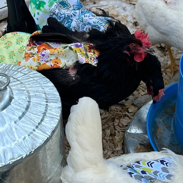 Chicken Diapers/ Hen Diapers/ Birds Diapers/rooster Diaper - Etsy