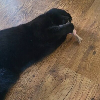 Robbie Robyn Bird Cat Toy by Tiga Toys Realistic Feather Chase - Etsy