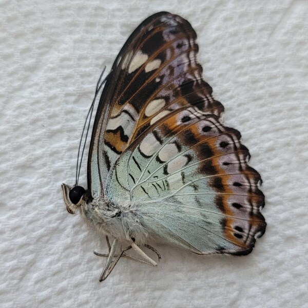 1 A-1 Pyrops Candelaria Green Yellow Real Lantern Fly Entomology - Etsy