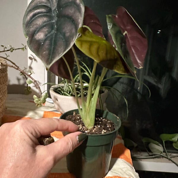 Hoya Heuschkeliana Variegata Pot 4. Variegated Leaves for a Touch of ...