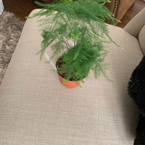 Asparagus Myriocladus, the Ming Fern, Rooted Plant Shipped in 3" Pot - Etsy