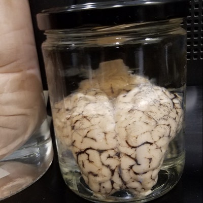 FREE SHIPPING Preserved Voodoo Sheep Brain in Jar, Dr. Frankenstein ...