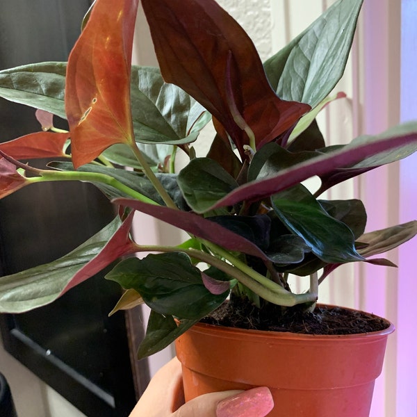Syngonium Erythrophyllum "red Arrow": Live Indoor Plants - Easy Care ...