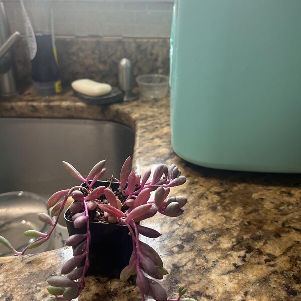 Ruby Necklace, String of Rubies, Little Pickles, Othonna Capensis ...