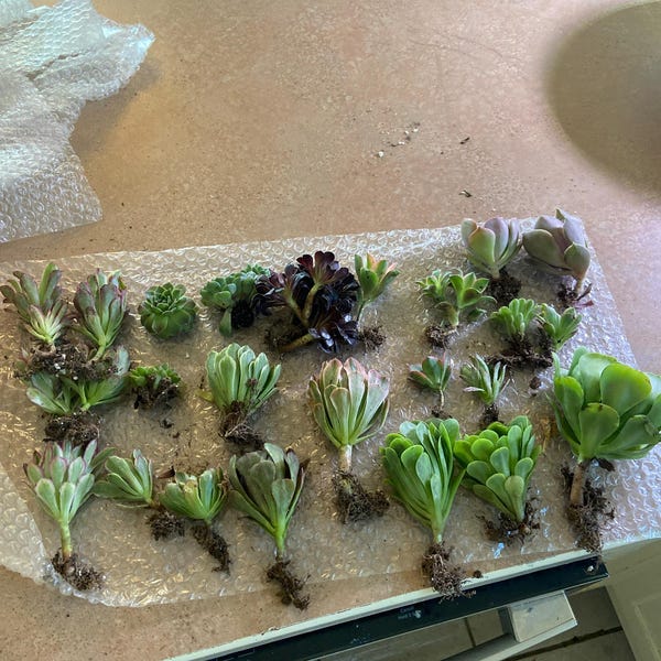 Succulent Mothers Day Gift Box Custom Personalized Card 8 Live ...