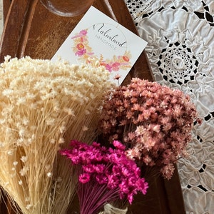 Glixia in Natural Colors, Pink or Purple Marcela Dried Flowers, Dried ...