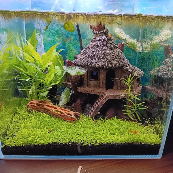 Aquarium Small Pair Leaf Seeds for Aquarium Carpet Plant, (buy 2 Get 1 ...