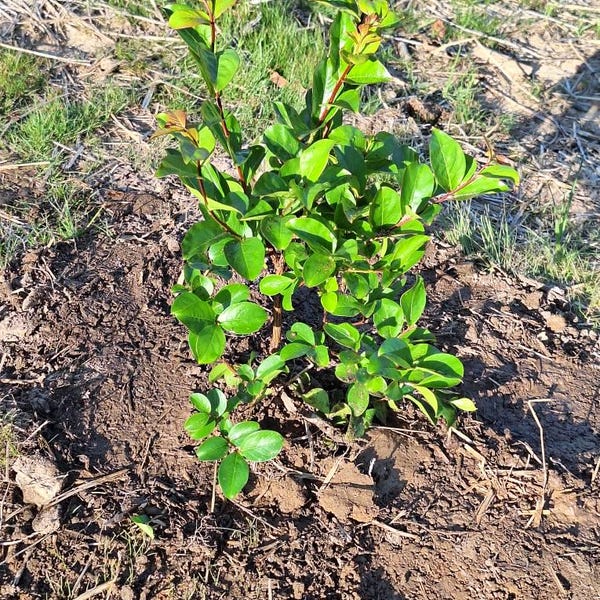 Fragrant Princess Dwarf Tea Olive ( 'kaori Hime' Osmanthus ) - Live ...