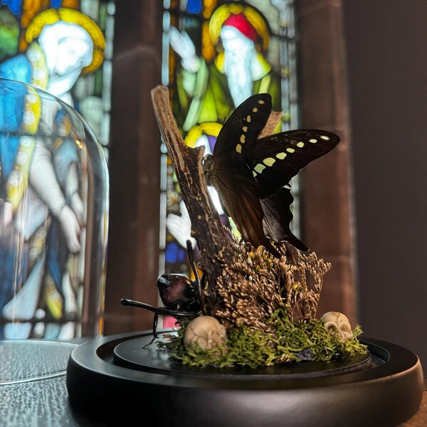 The GIANT Centipede scolopendra Subspinipes Framed & Mounted Arachnid ...