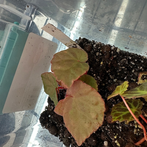 Begonia Anisosepala, Tropical Plant From Cameroon to Gaboon. Terrarium ...