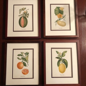 French Botanical Print Set No. 12, Giclee, Vintage Botanical, Kitchen ...