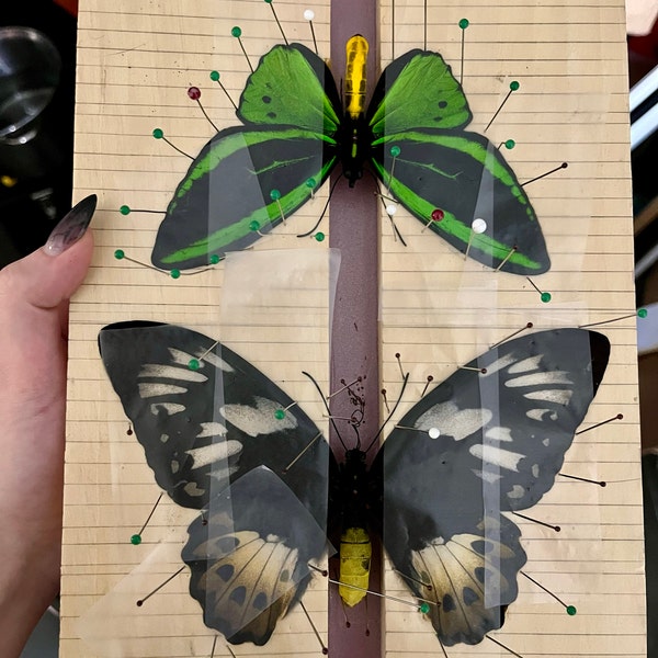 Ornithoptera Priamus Poseidon in Pair Real Birdwing Butterflies ...