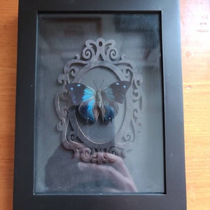 Blue Leafwing Butterfly Anaea Xenocles Spread for Your | Etsy